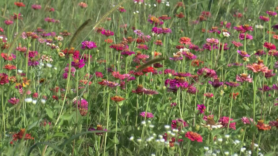The growth of flower farms across the Wichita area