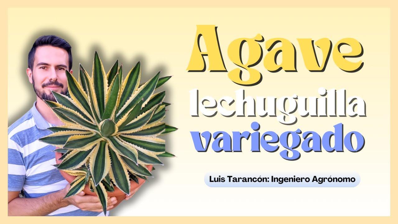 Guía detallada de cuidados para Agave lophantha y Agave lechuguilla
