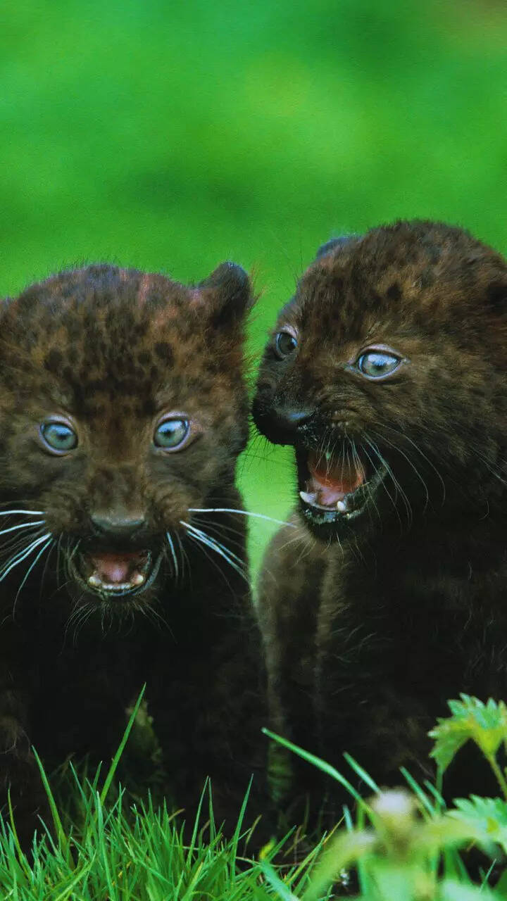 Black Leopard Safari in India: 8 Wildlife Sanctuaries You Must Visit