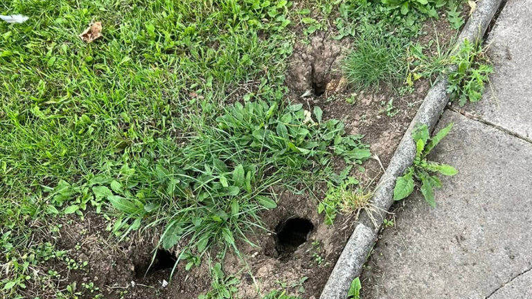 Thrown away food blamed after 22-inch rat found