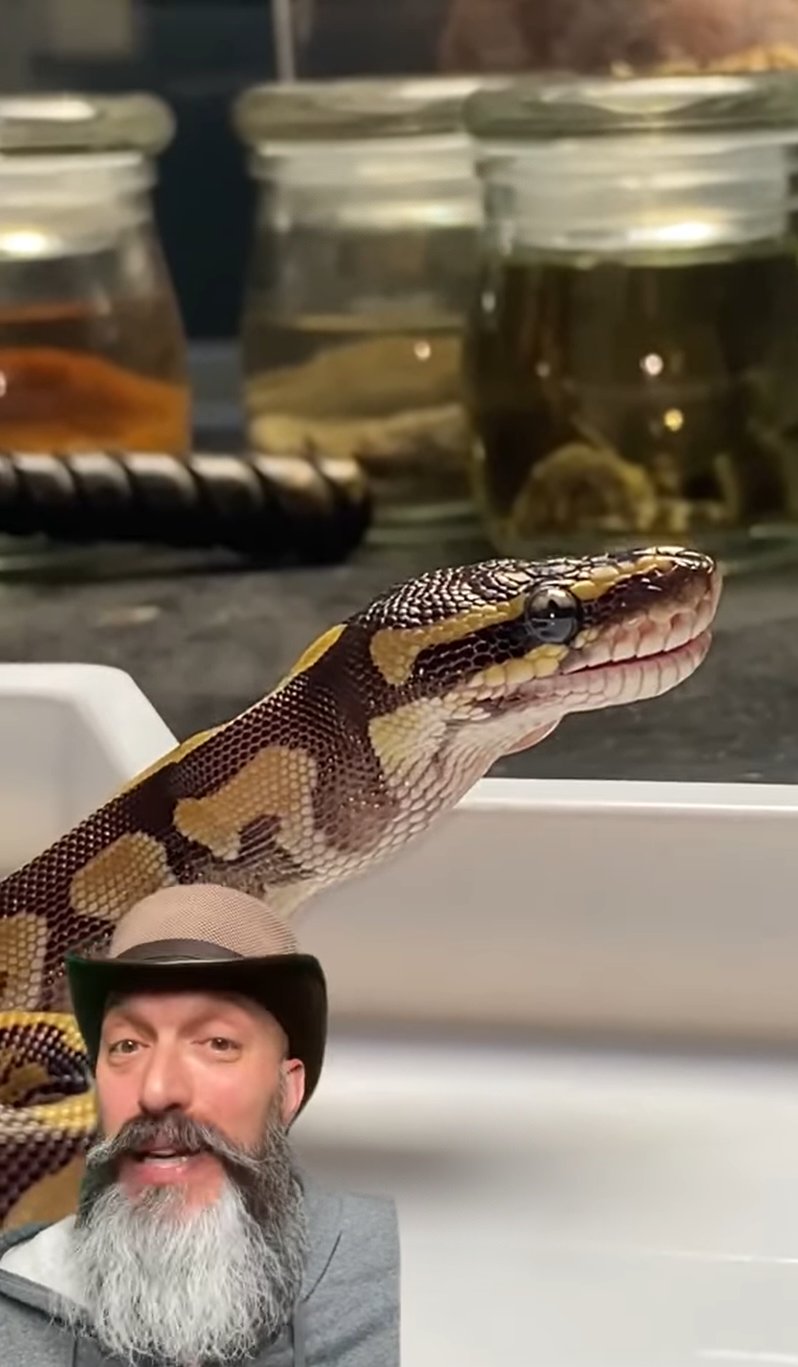 This little ball python still has not eaten! I’ve tried all the tricks ...