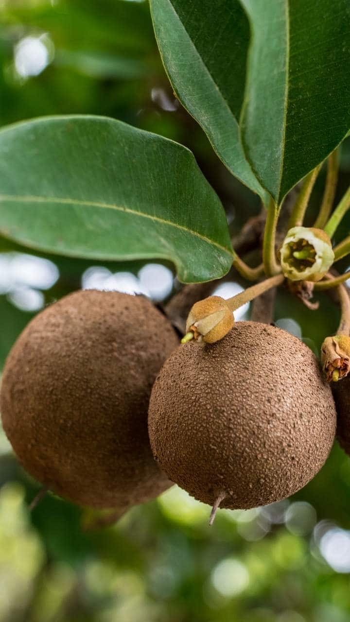 7 Fruits To Avoid When You Have High Uric Acid