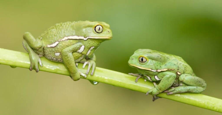 What is a Fear of Frogs Called, and Why Do Some People Have This Phobia?