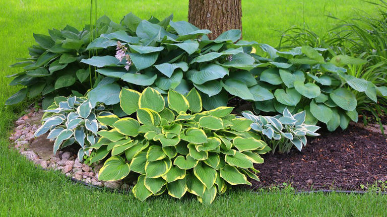 That Common Hosta Mistake Behind Faded, Weak Leaves