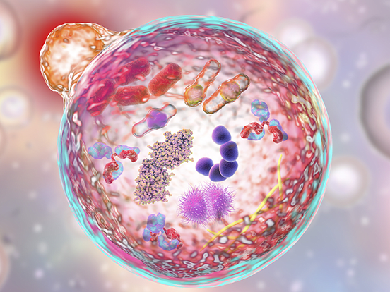 Scientists recreate cellular metabolism within synthetic cells