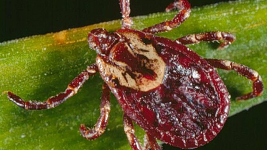 It’s tick season. What you need to know about the pests