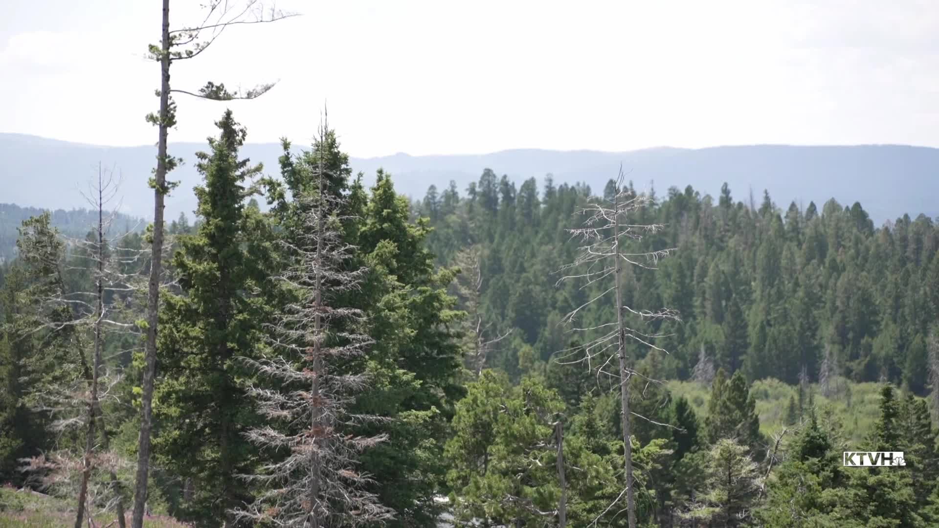 U.S. Forest Service lay out draft plans for wildfire fuels reduction
