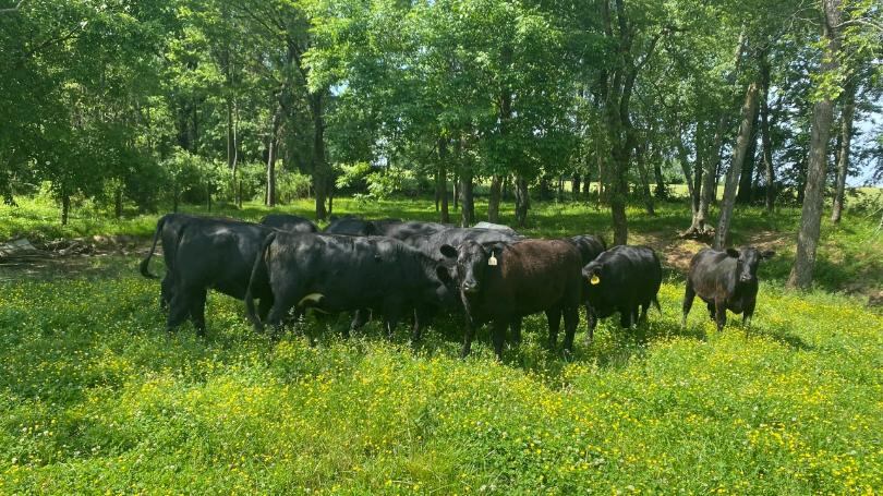 Cattle thefts spread across Brazos Valley & Central Texas, authorities ...
