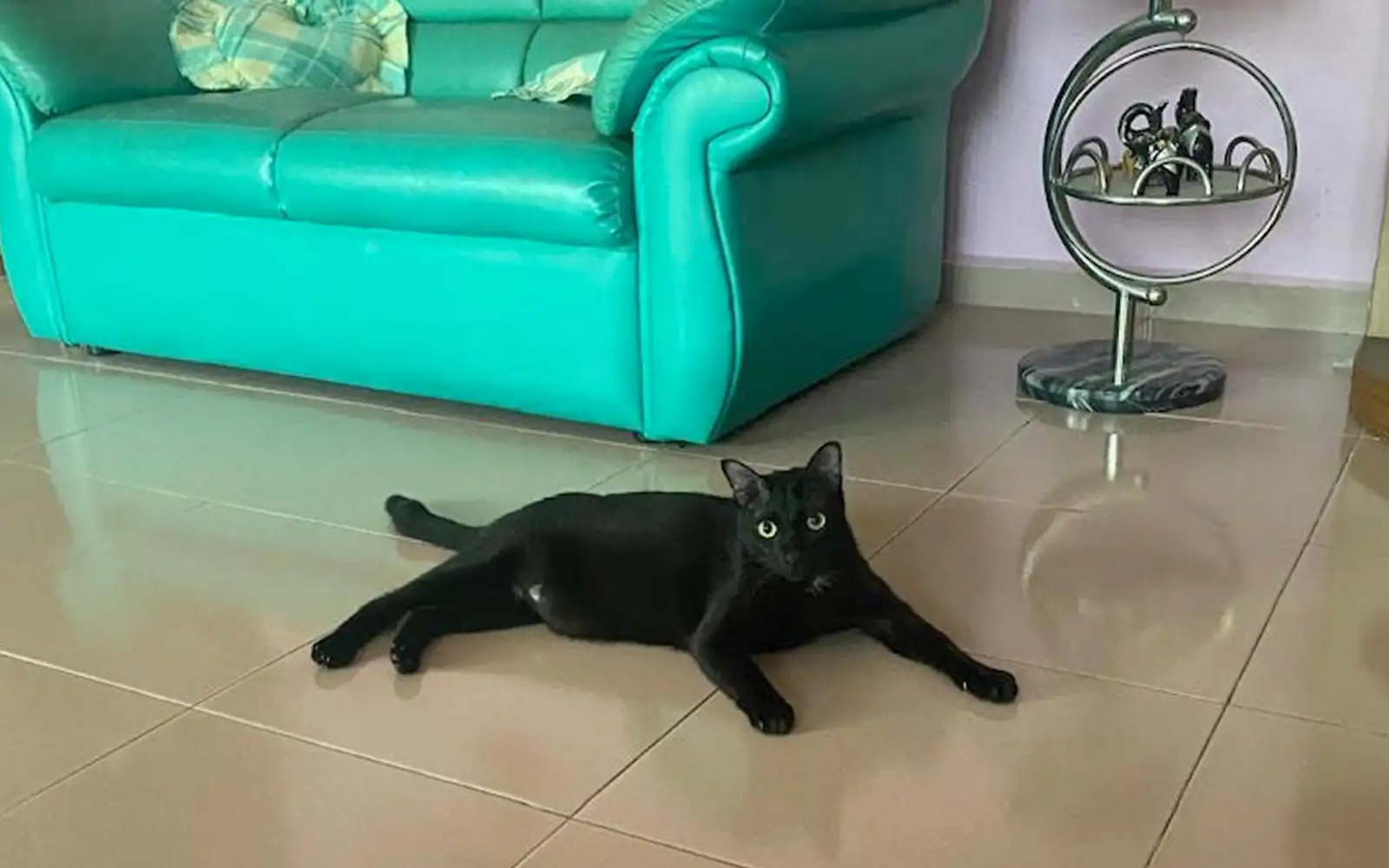 Bagheera, the cat who saved his human’s life