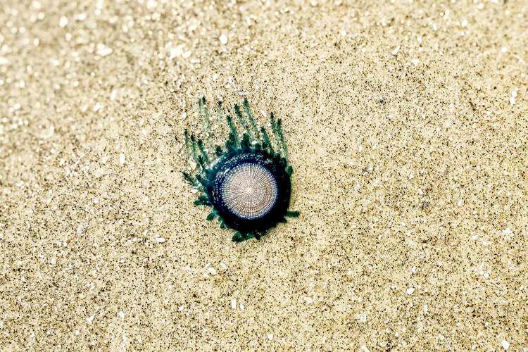 Texas beaches are seeing a surge of these blue sea creatures
