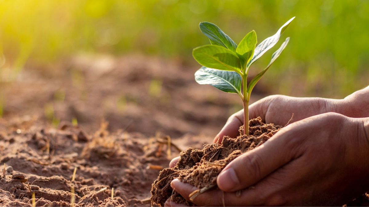 Hariyali Amavasya 2025 Today — Plant These Sacred Trees On This Day To ...