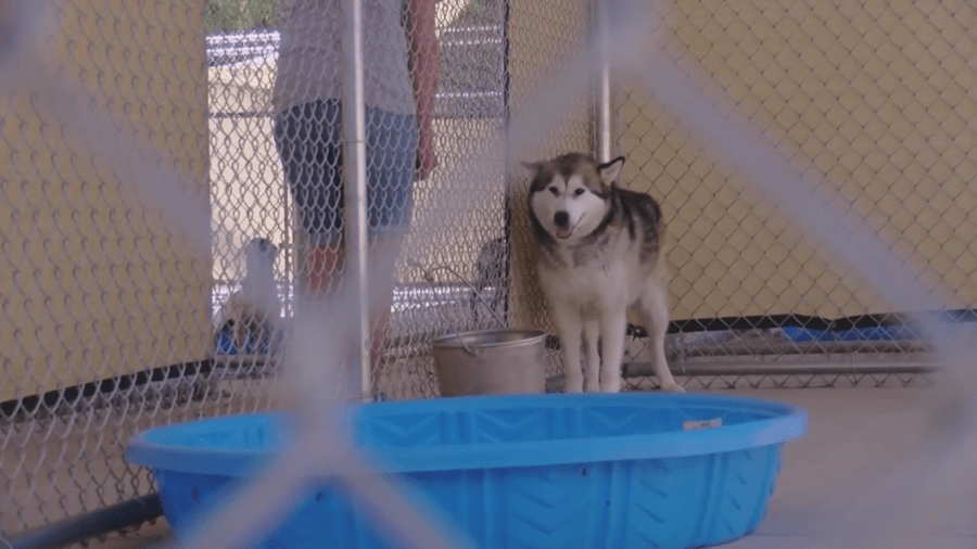 Humane Society of Garland County works to keep animals cool from heat