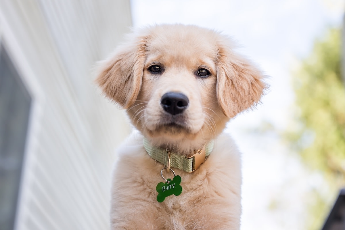 Golden Retriever's Gentle Way of Showing Dad Affection Is Beyond Sweet