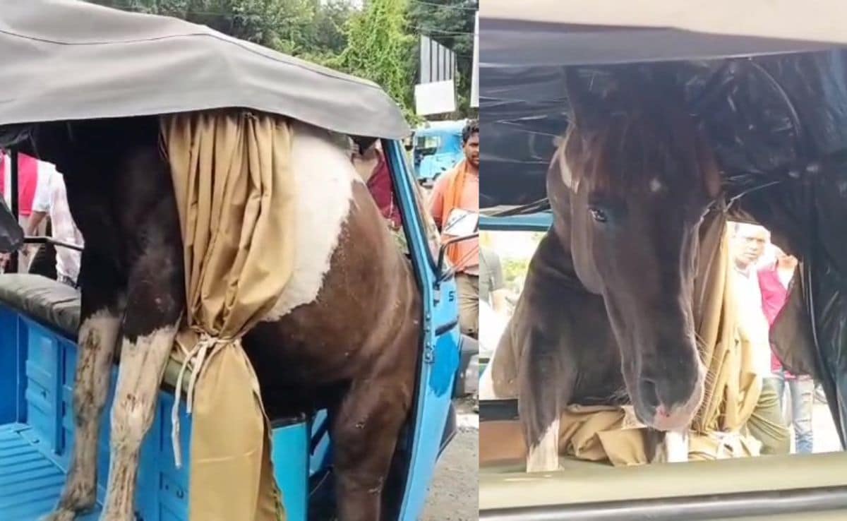 Video: Horses Fight In Madhya Pradesh, One Leaps Into Rickshaw And Gets ...