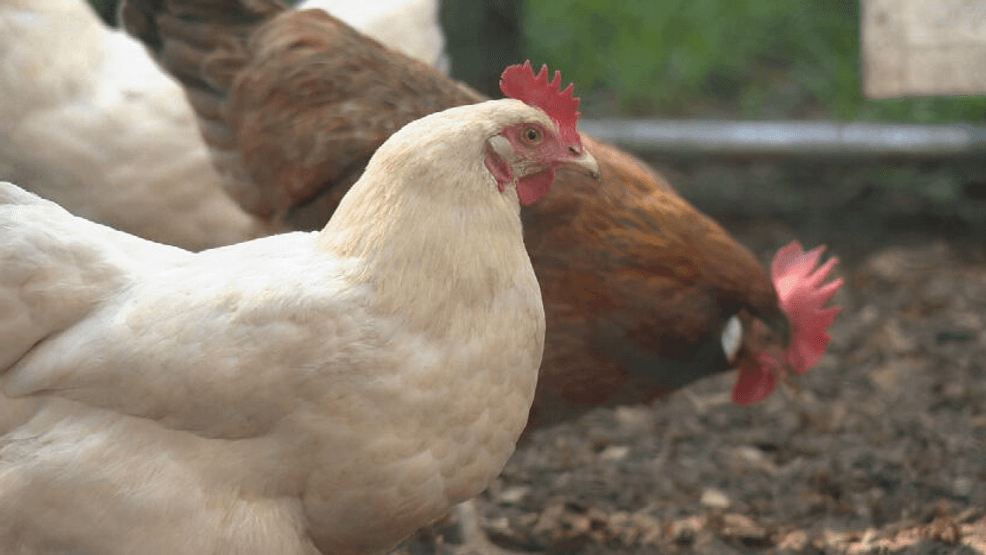 Chattanooga chickens won't be winging it: Backyard hens ordinance ...