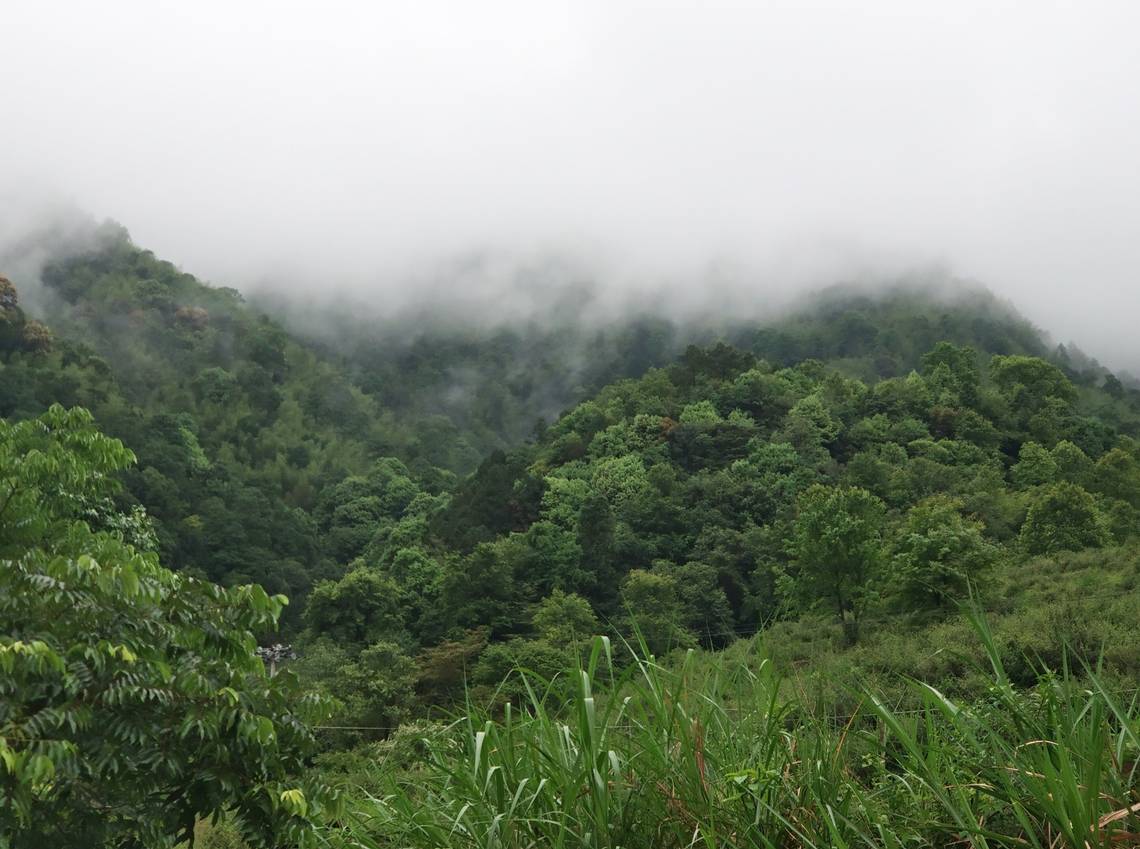 Hikers scare ‘secretive' creature in China forest - and rediscover rare ...