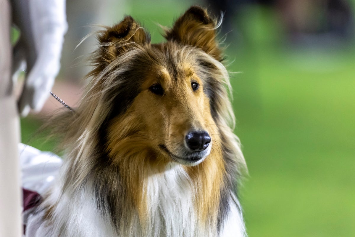 Texas A&M's collie mascot Reveille X has eye removed after glaucoma ...