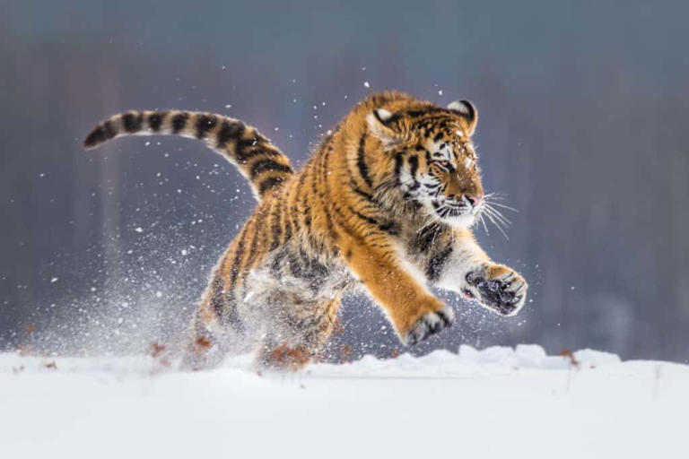 Facing Extinction: How Many Tigers Are Left in the World?