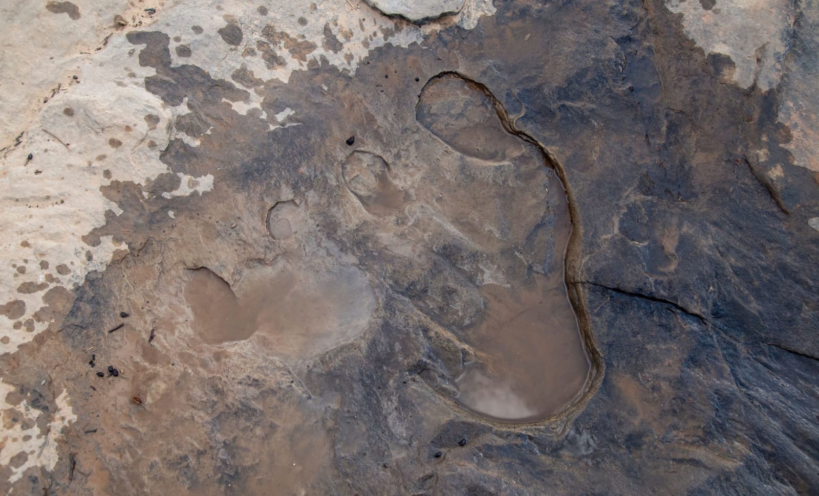 Ancient Footprints Left by Neanderthals Found on a Beach