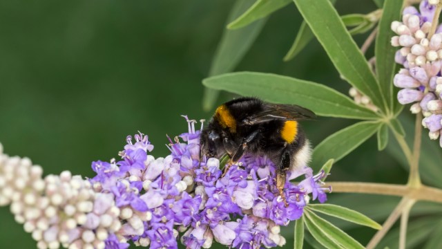 Beekeepers make incredible breakthrough in fight against emerging ...