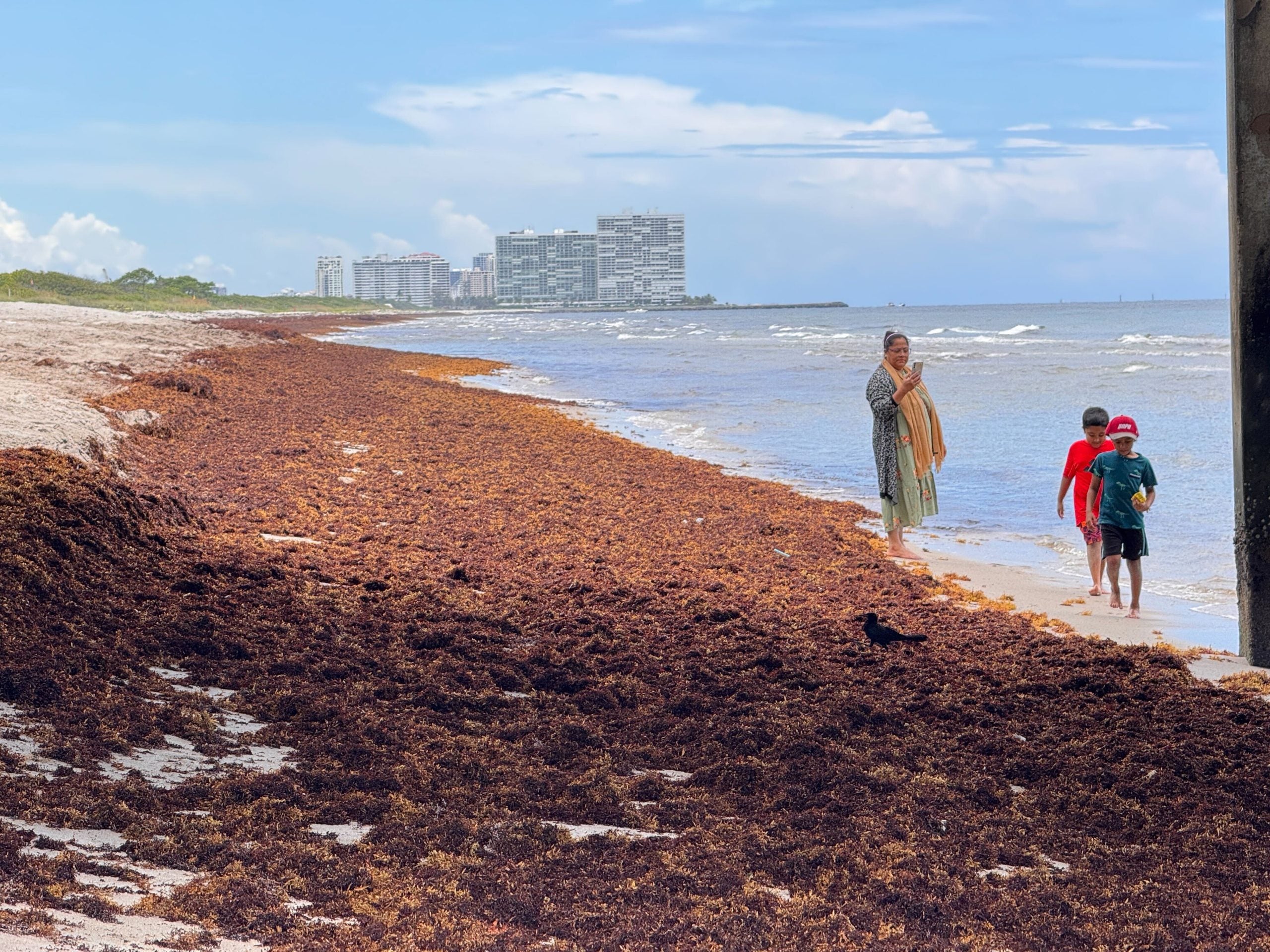 Mounds of smelly seaweed return to South Florida beaches amid heat wave