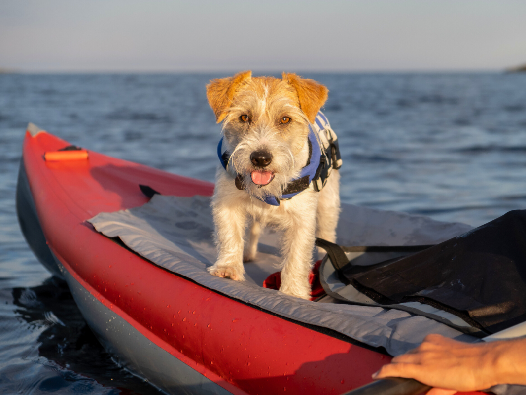 Does Your Dog Really Need a Life Vest When Swimming? Vets Weigh In