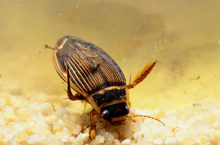 Aviso urgente si ves al escarabajo de apetito bestial que devora todo ...