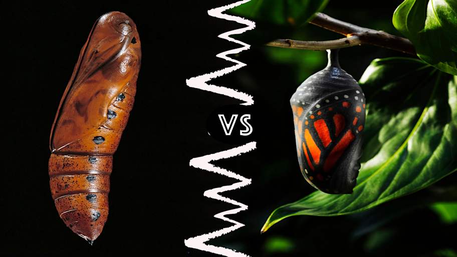 Chrysalis vs. Cocoon vs. Pupa: What's the Difference?