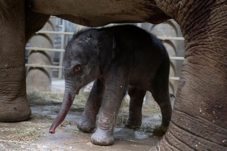 Columbus Zoo welcomes 215-pound female elephant calf into the herd