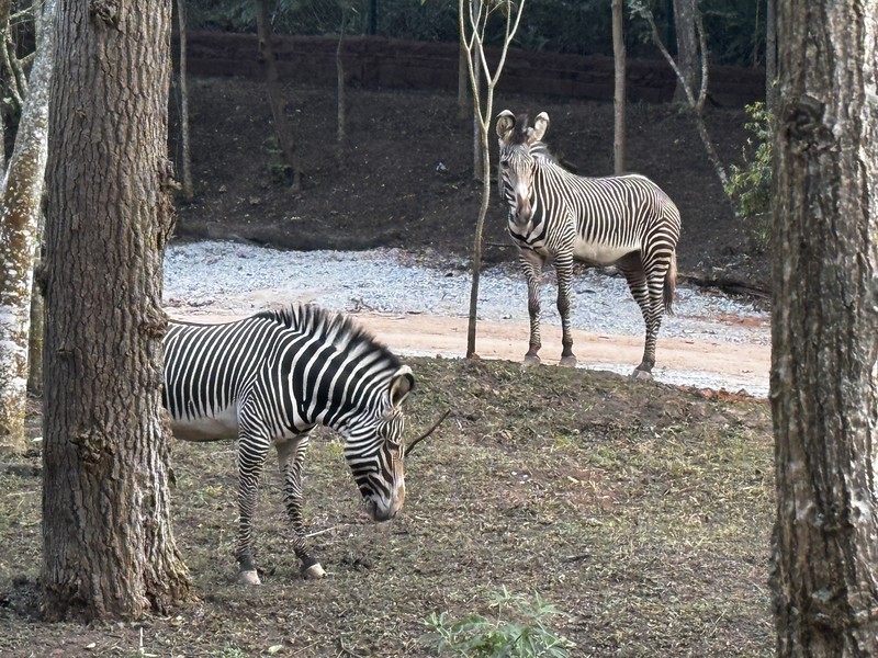 Simba Safari reabre em São Paulo, depois de 20 anos