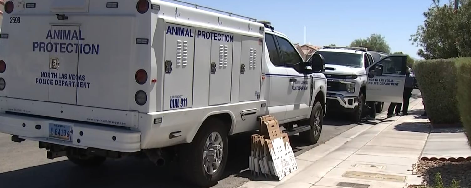 1 kitten found dead, nearly 20 feral cats collected from North Las ...