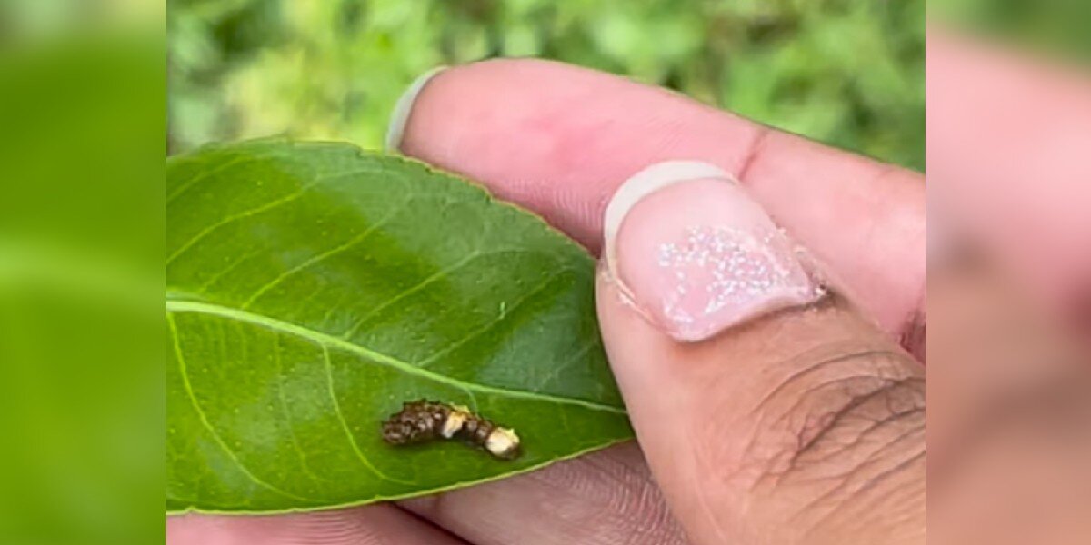 Woman Finds 'Bird Poop' On Leaf — Then Watches It Turn Into Someone ...