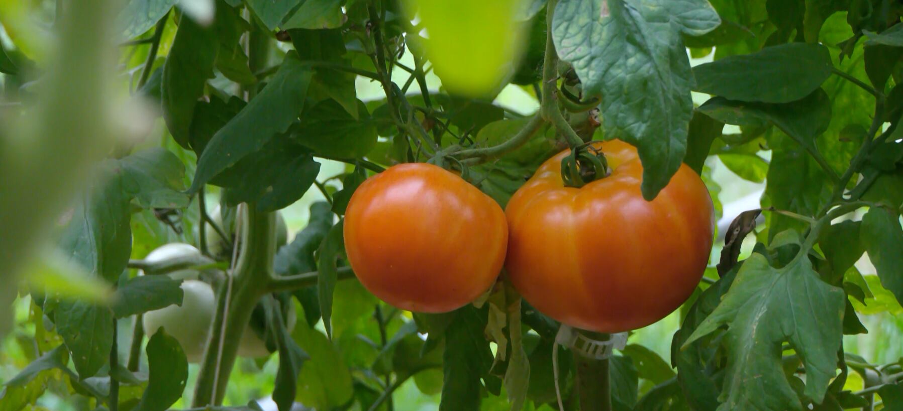 Georgia tomato farmers could benefit from tariff on Mexican produce