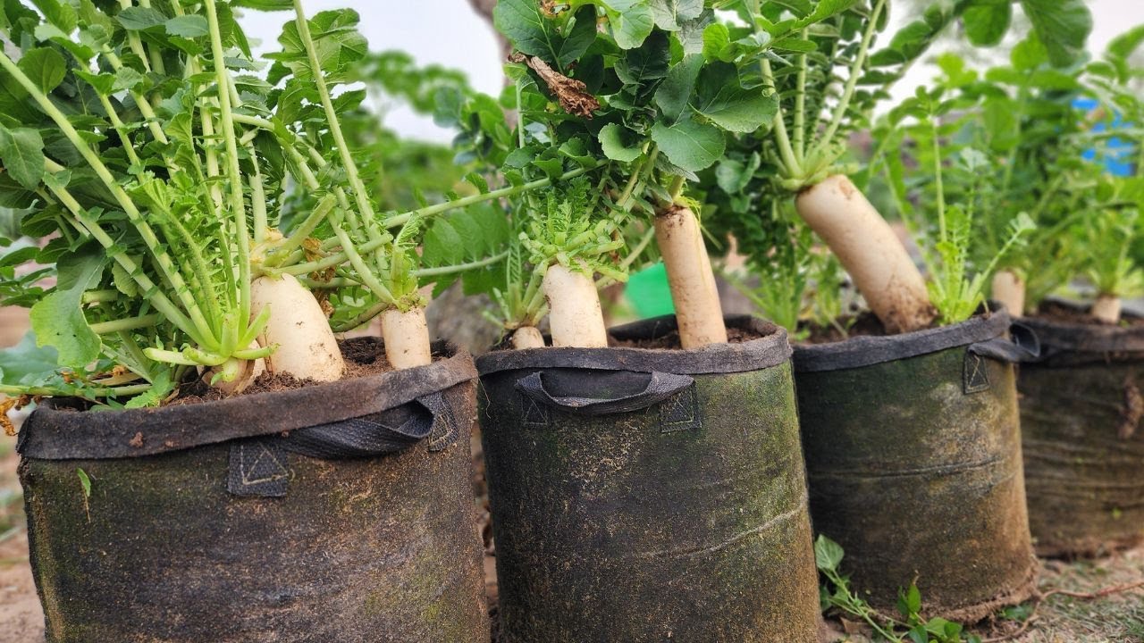 Vegetable Gardening Made Easy with Grow Bags
