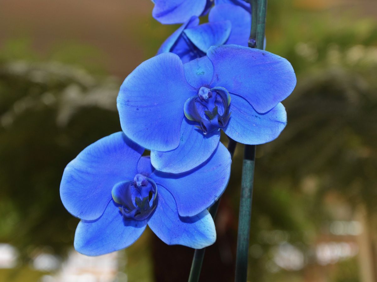 Cómo conseguir una orquídea azul en casa: Métodos, cuidados y trucos