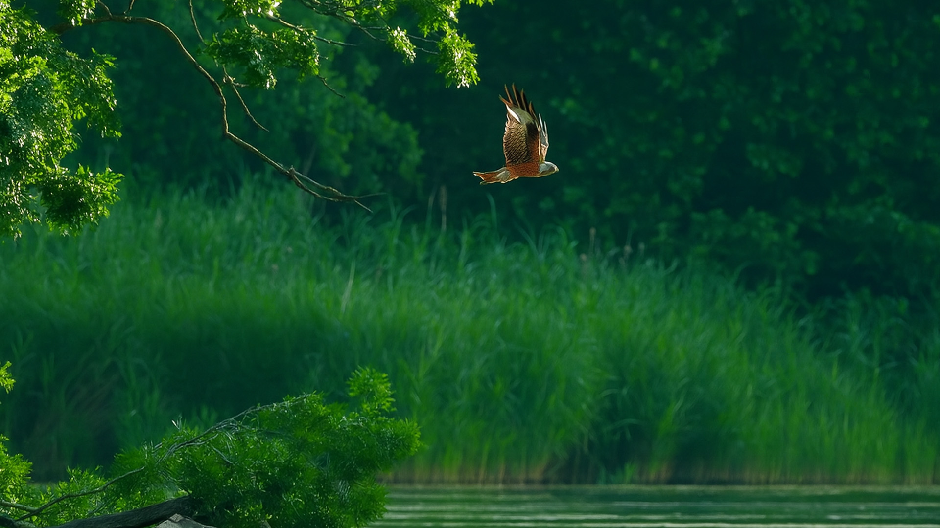 Roter Milan mit Beute