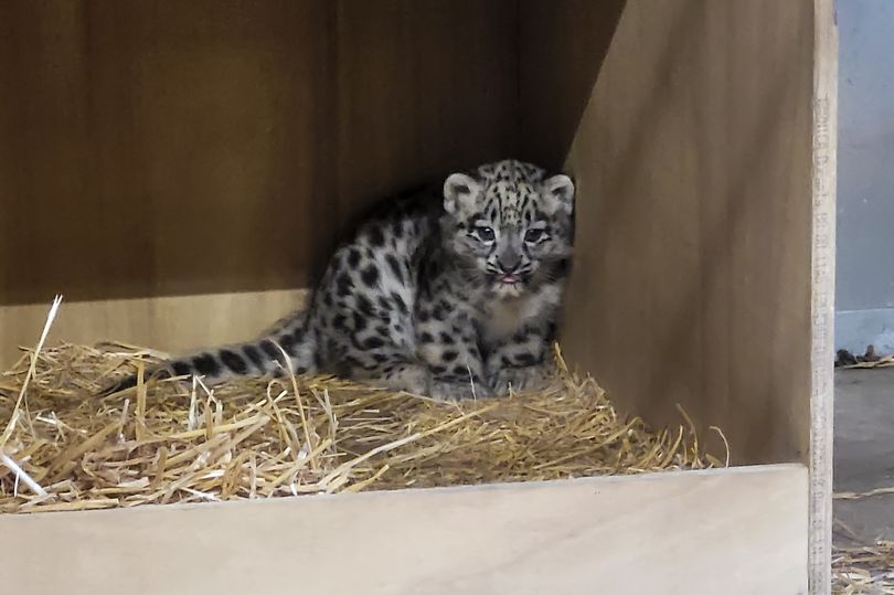 Chester Zoo shares 'truly historic' moment as adorable snow leopard born