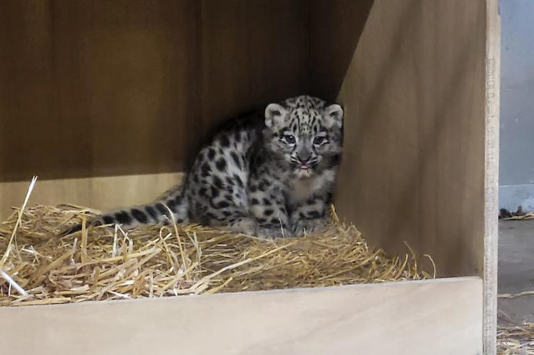 Chester Zoo shares 'truly historic' moment as adorable snow leopard born