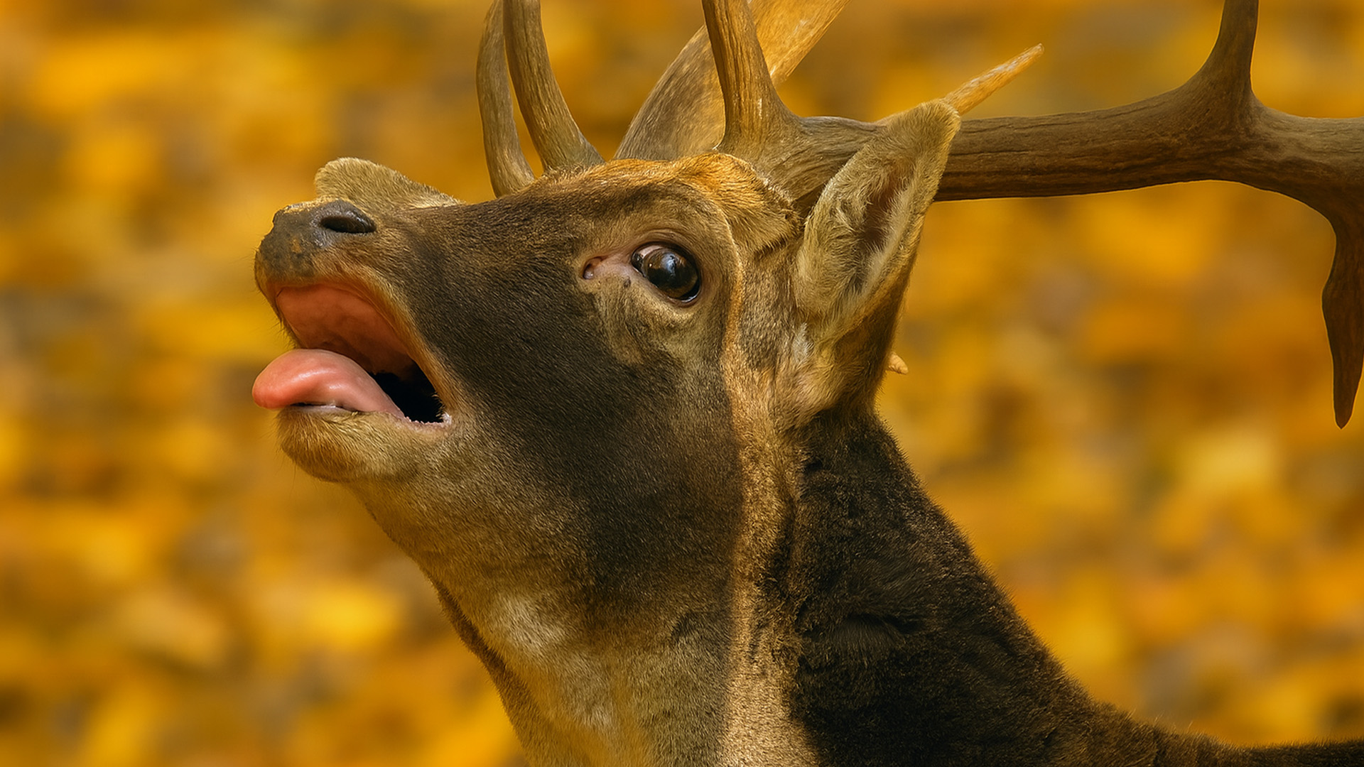Graznido del gamo en celo