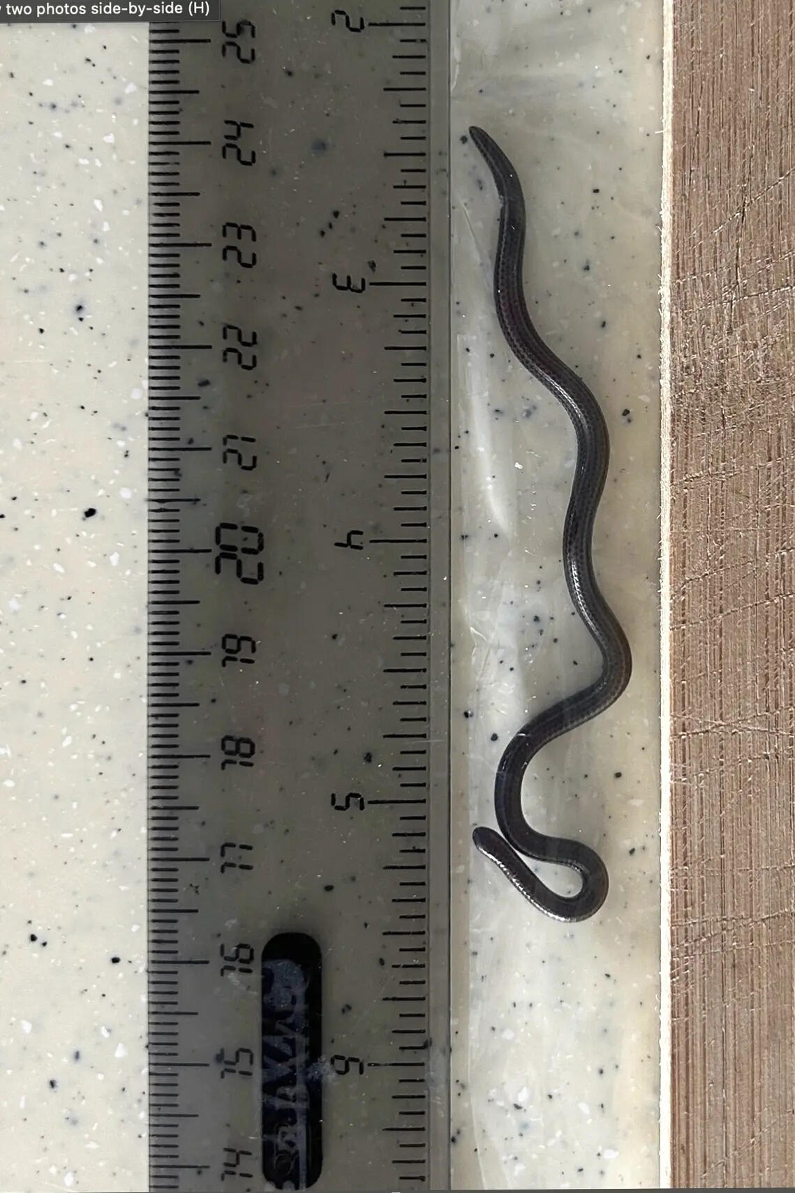 What we know about the Barbados threadsnake, the world’s smallest snake ...