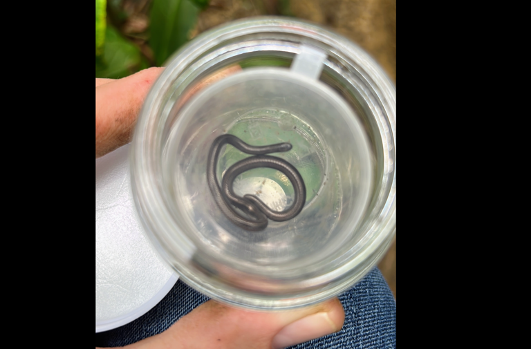 World’s tiniest snake rediscovered after being in hiding for 20 years
