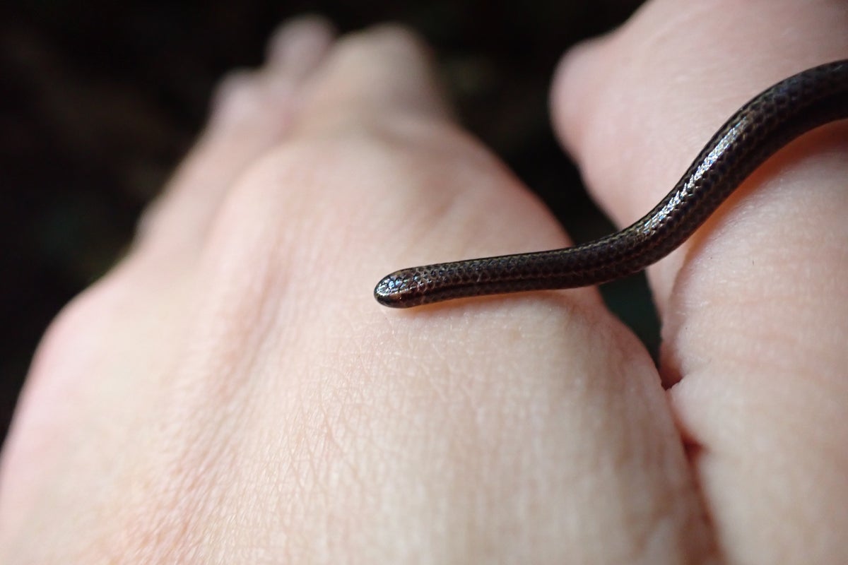 World’s tiniest snake rediscovered after being in hiding for 20 years