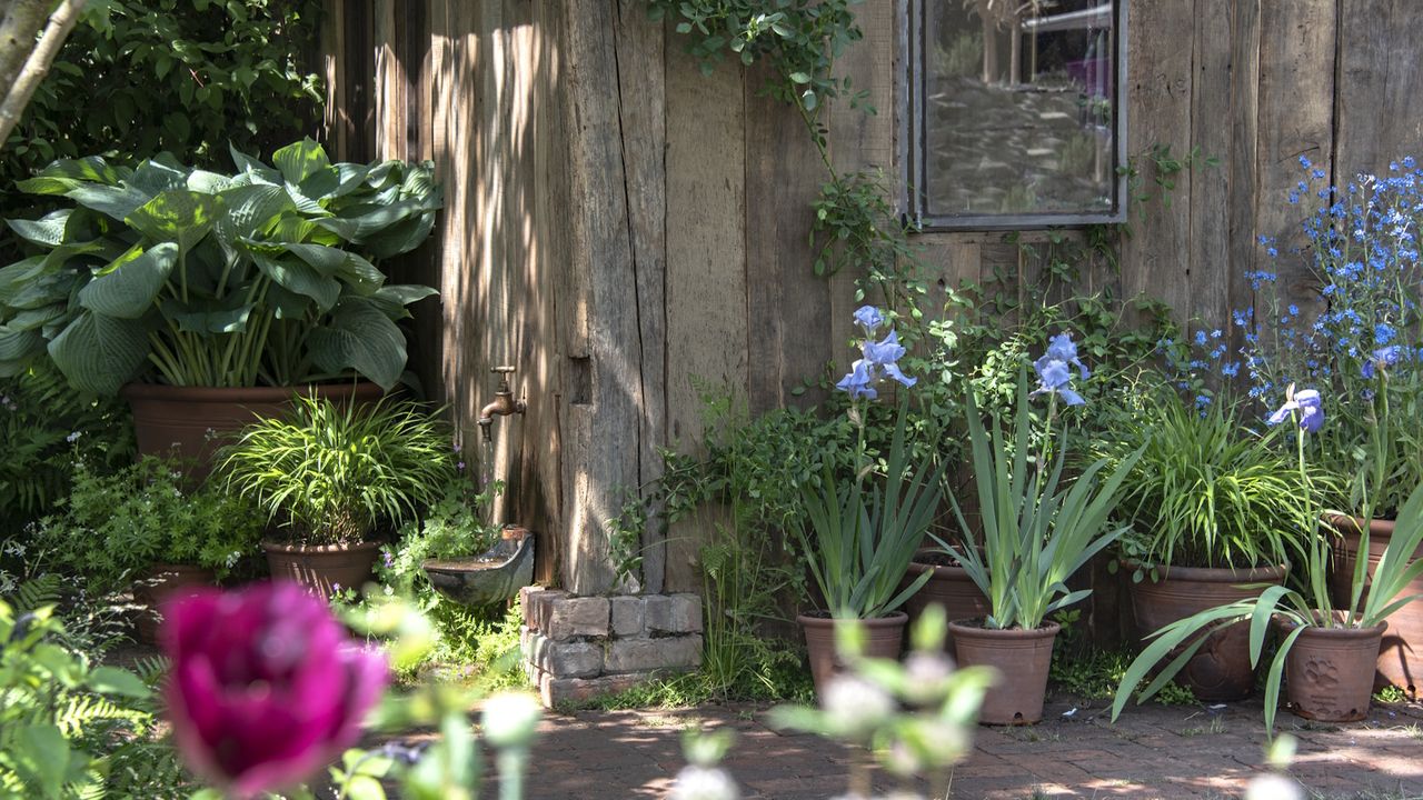 Ground squirrels ripping up your garden? Pest control experts swear by ...