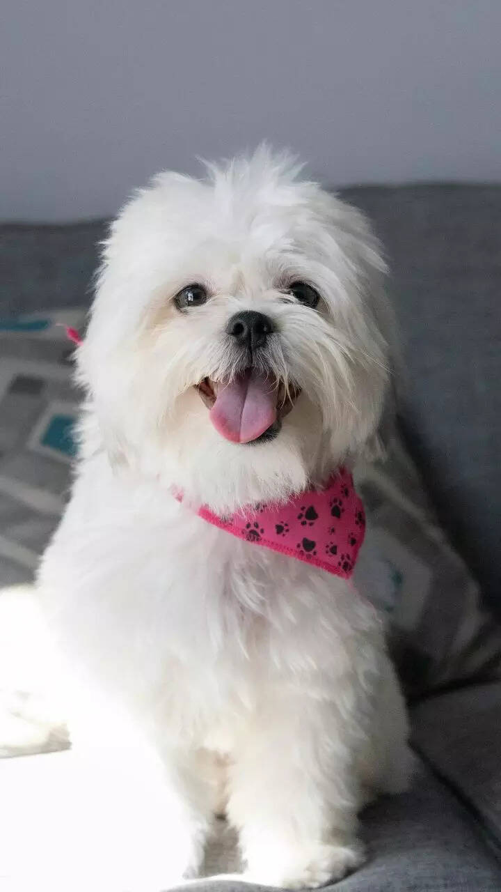 Top 8 animals that make the best pets for first-time owners