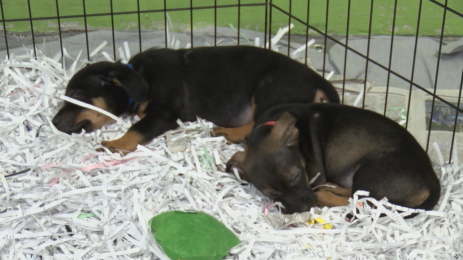 Soft place to land: Montgomery shelter needs shredded paper as puppy ...