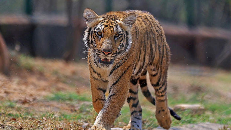 Supreme Court Seeks Karnataka, Centre’s Action on Tiger Deaths in MM ...