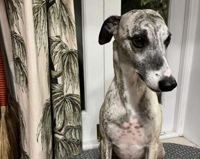 I regret my anxious whippet – his neediness has ruined my life