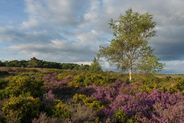 Wildlife trust invites young people to immersive day out in Upton Heath