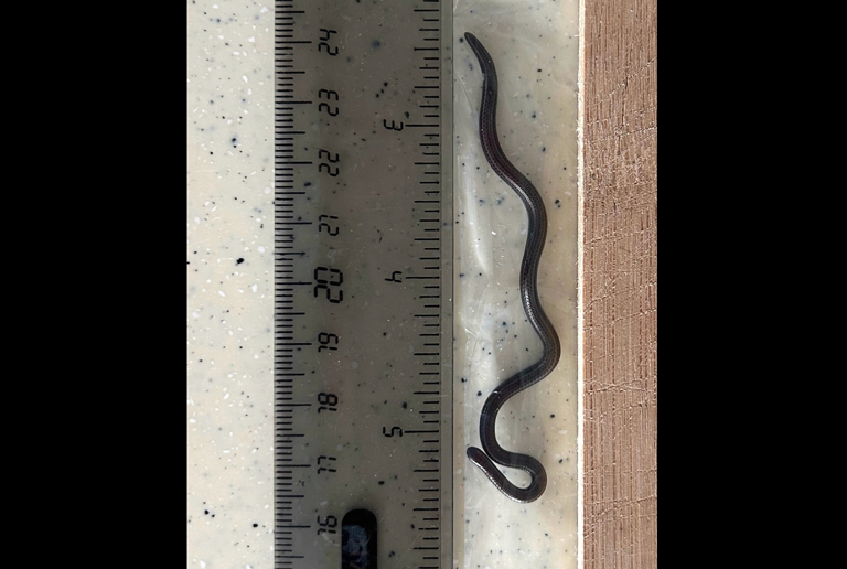 World’s tiniest snake rediscovered after being in hiding for 20 years