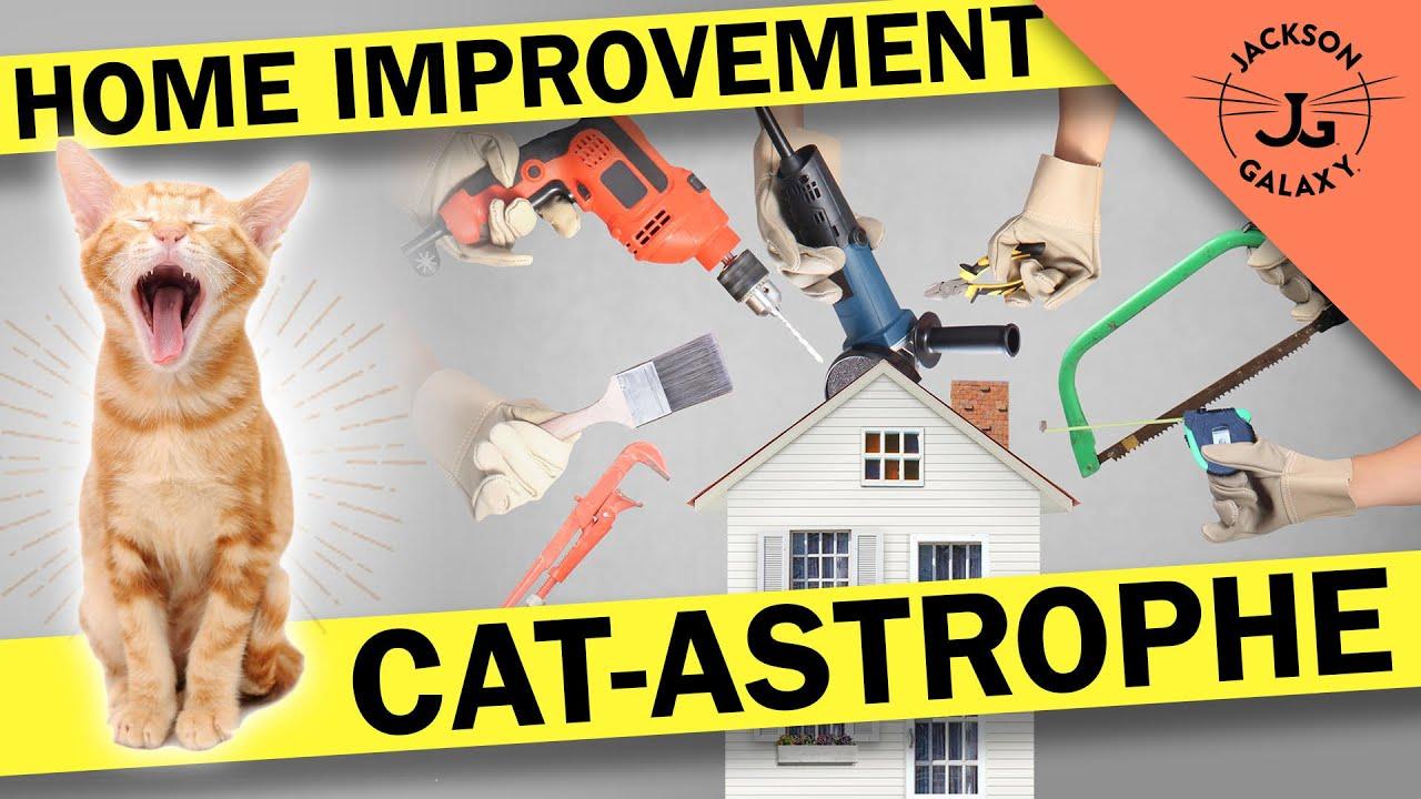 Home Improvement Projects Will Stress Your Cats!